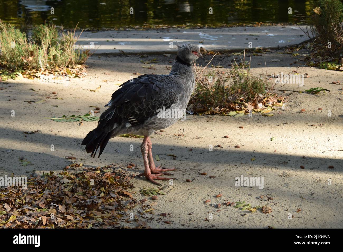 Southern screamer (Chauna torquata), also known as the crested screamer ...