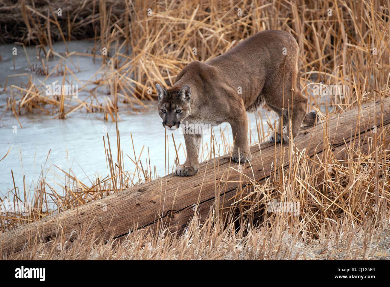 Mountain lion walking across a log in a frozen pond during winter ...