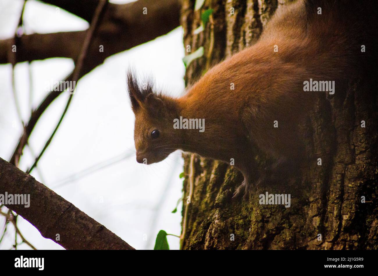 Eurasian red squirrels hi-res stock photography and images - Alamy