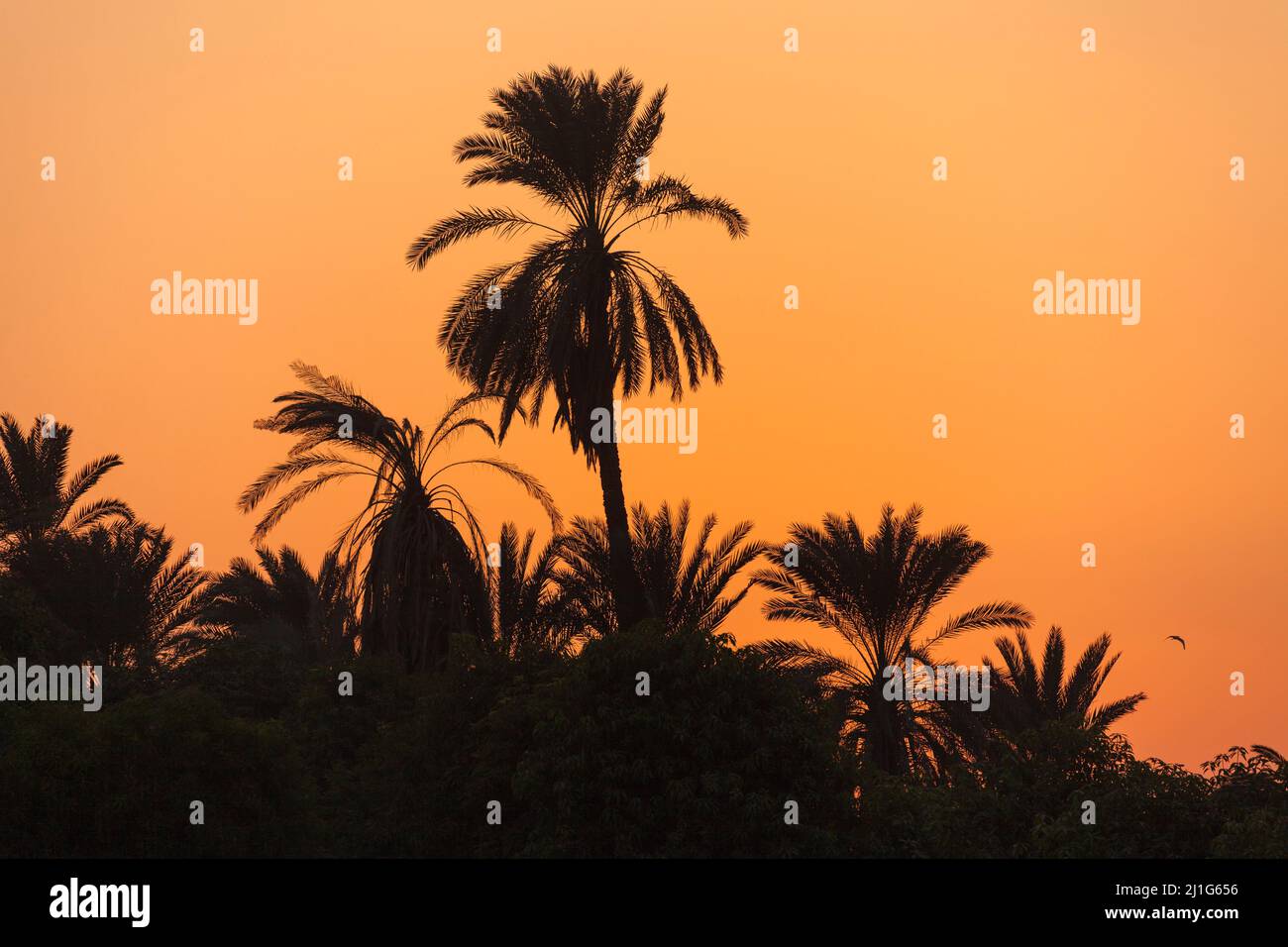 Behind palm trees hi-res stock photography and images - Alamy
