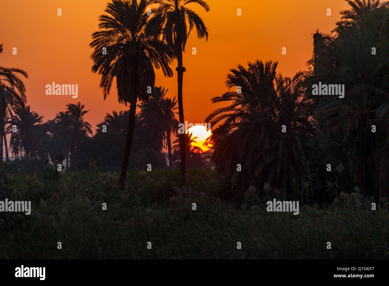 Sunset behind palm trees on the Nile Stock Photo - Alamy