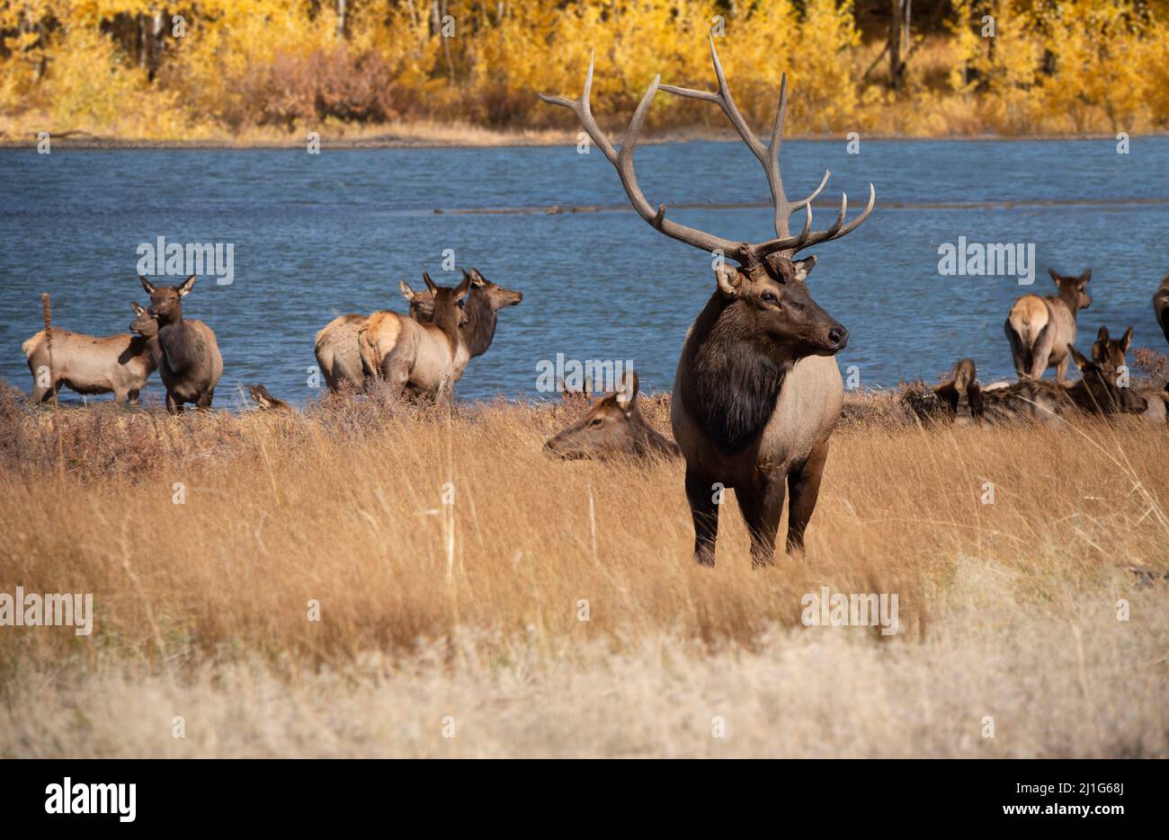 Red deer stag bugling hi-res stock photography and images - Alamy