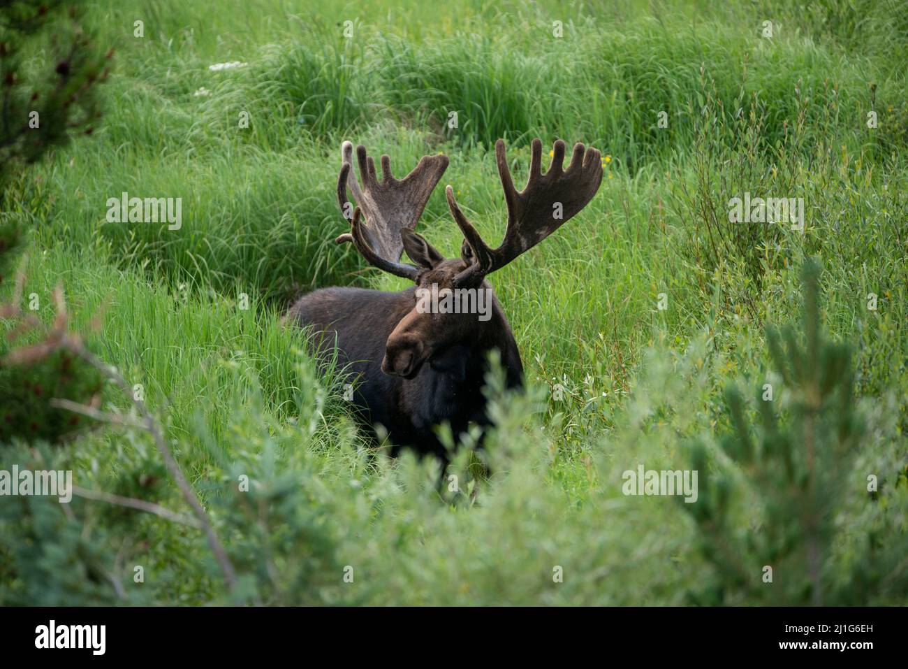 Huge bull moose with large antlers standing in green meadow of Colorado ...