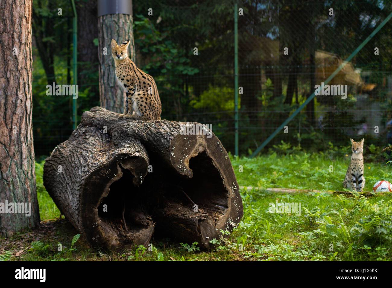 Serval sits on a felled tree in the Zoo Stock Photo - Alamy