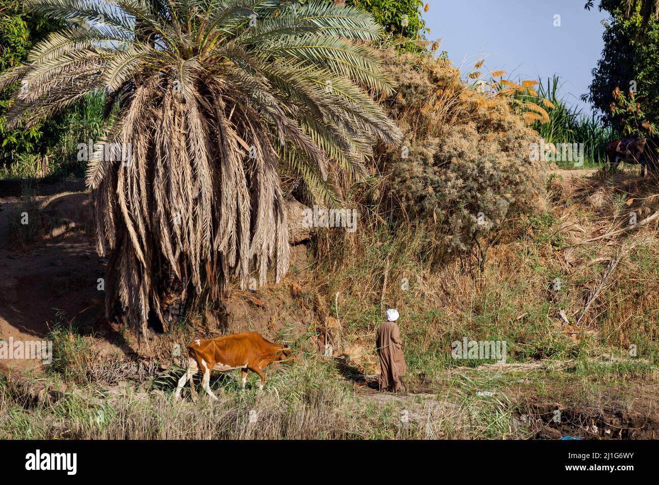 Man leading cow hi-res stock photography and images - Alamy