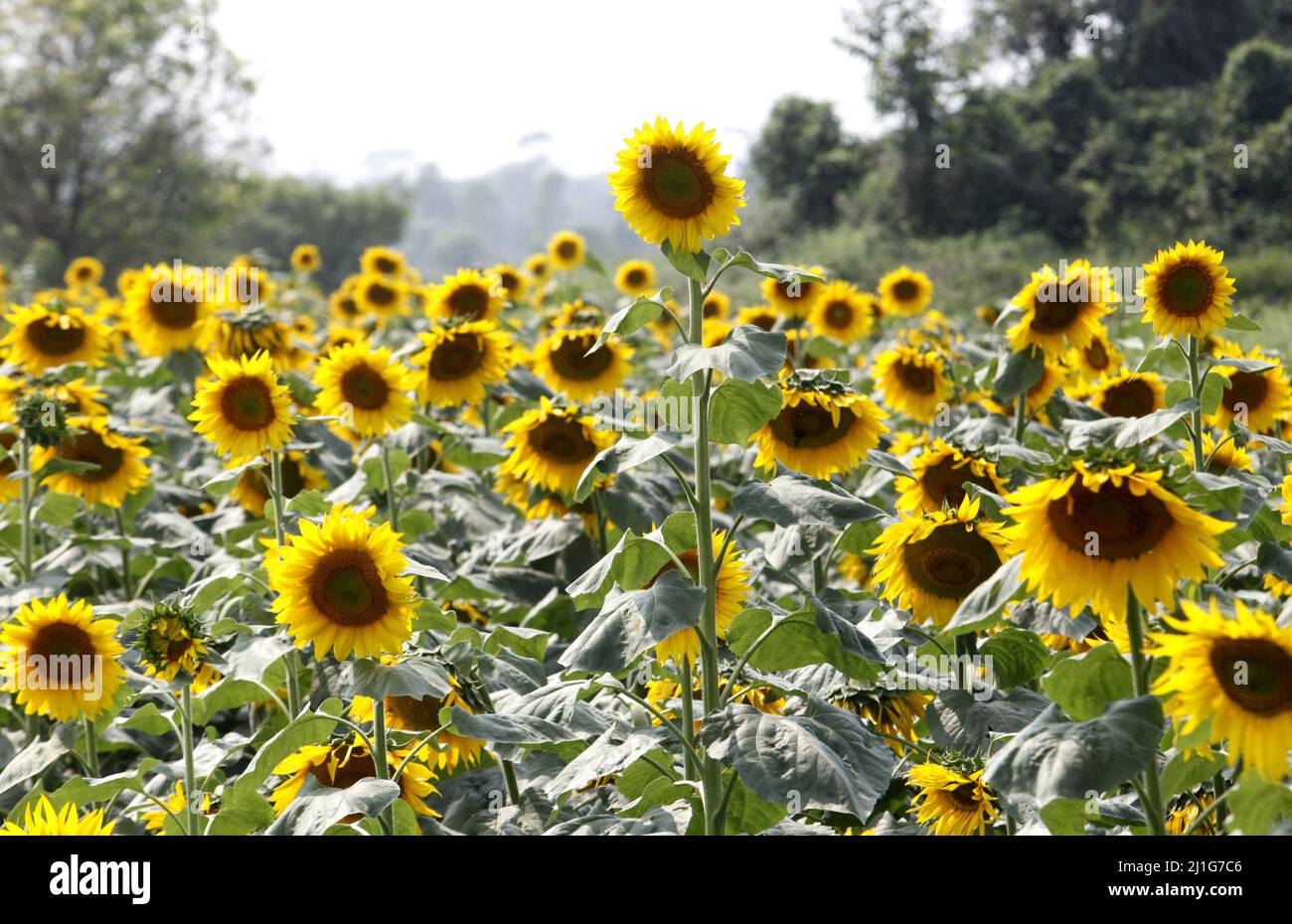 Detail of sunflower field, Farmers has increased the production of the ...