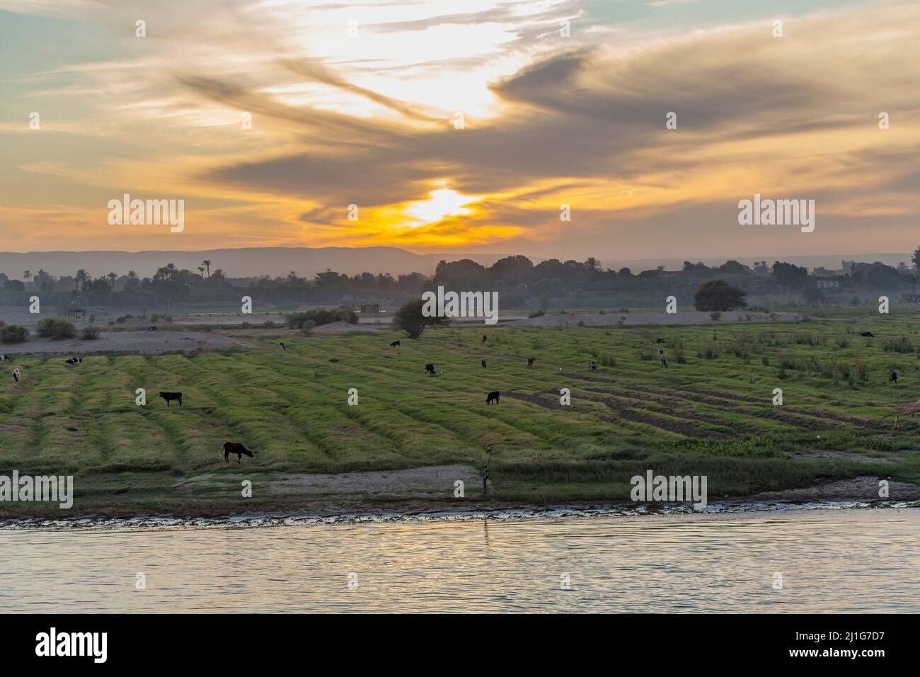 Cattle on traditional farmland hi-res stock photography and images - Alamy