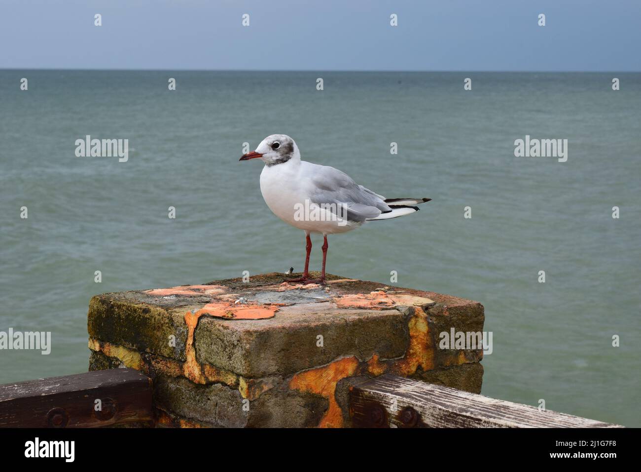 One seagull sits on a old sea pier. The European herring gull, Seagull ...