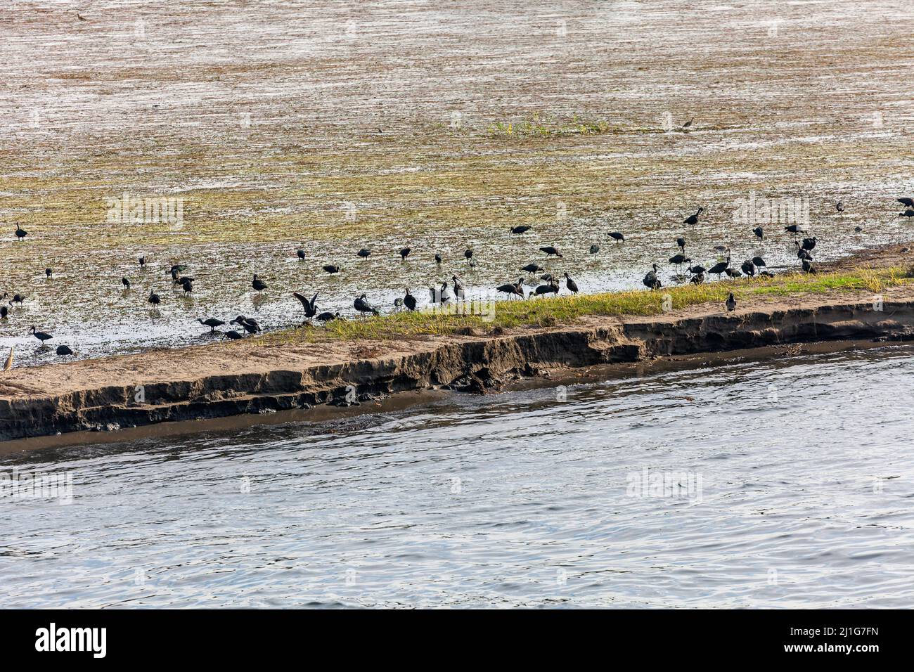 Ibis birds hi-res stock photography and images - Alamy