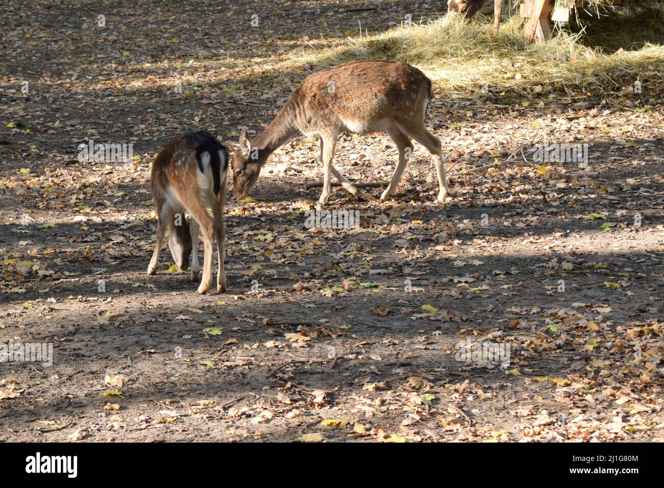 The chital (Axis axis), also known as spotted deer, chital deer, and ...