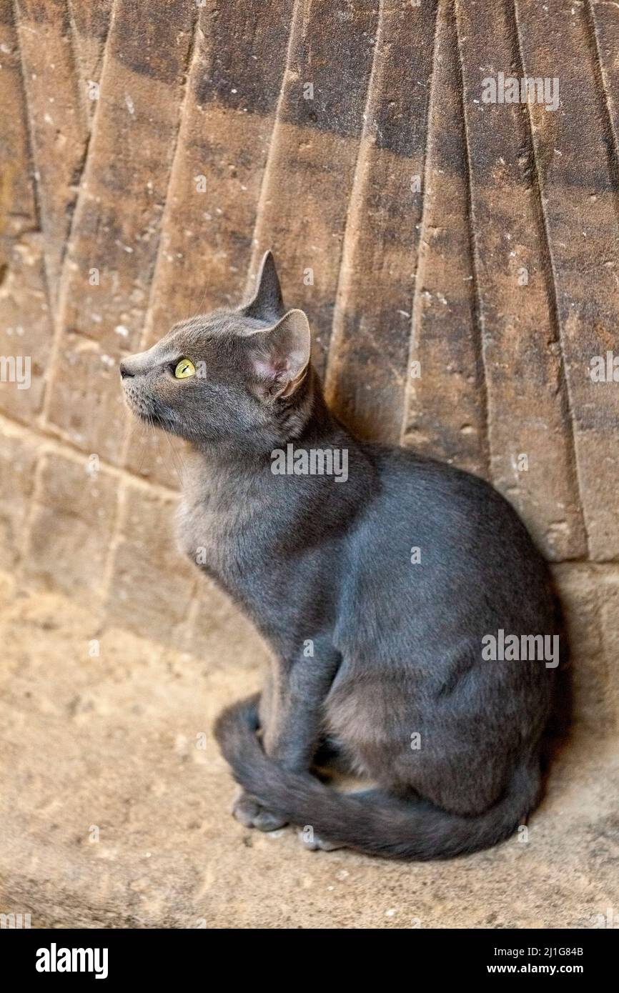 Stray Egyptian cat in the Temple of Isis at Philae Stock Photo - Alamy