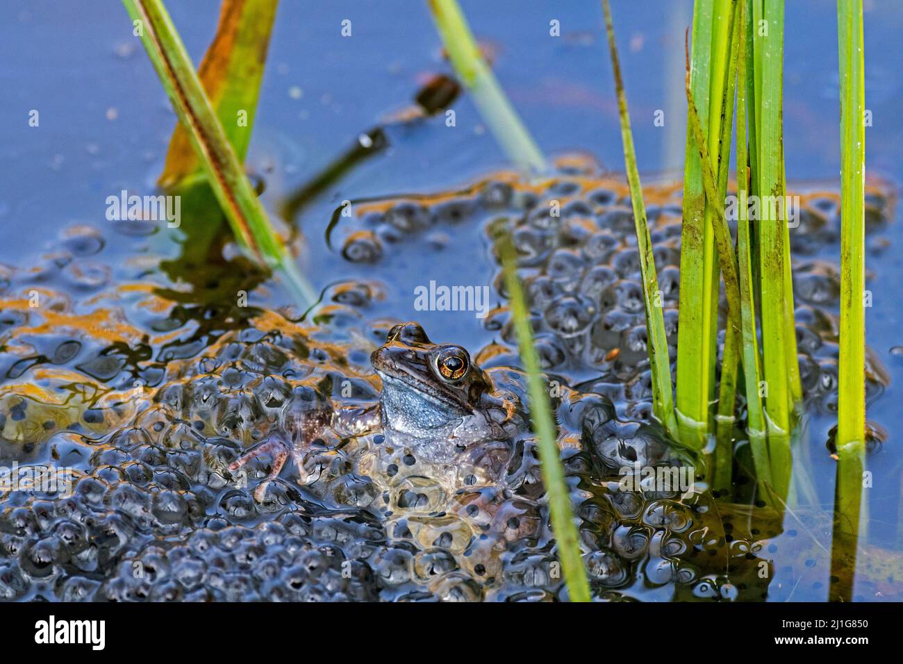 European common frog / brown frog / grass frog (Rana temporaria) floating among frogspawn in ...