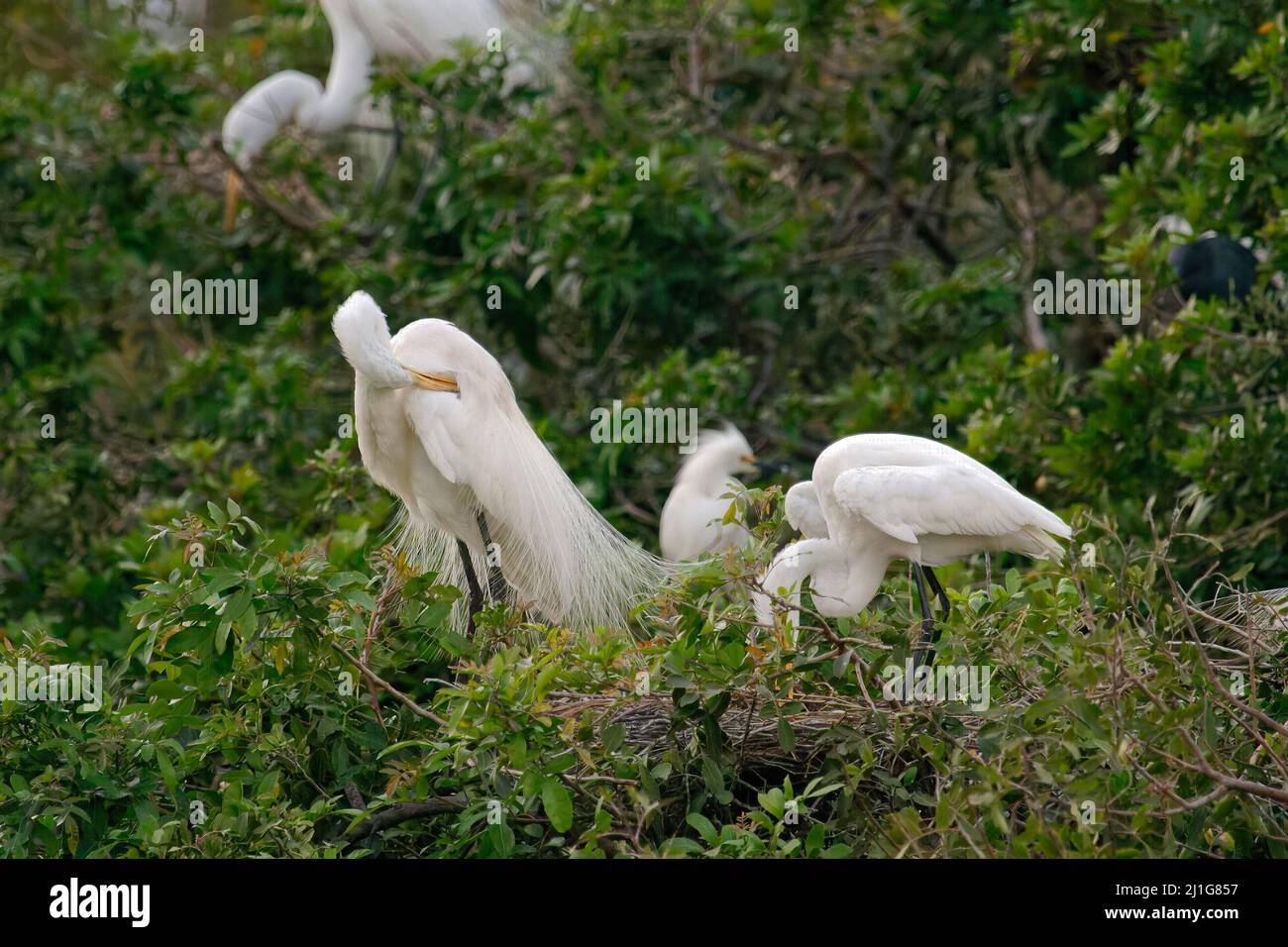 3 Great egrets, breeding plumage, preening, large white birds, long ...