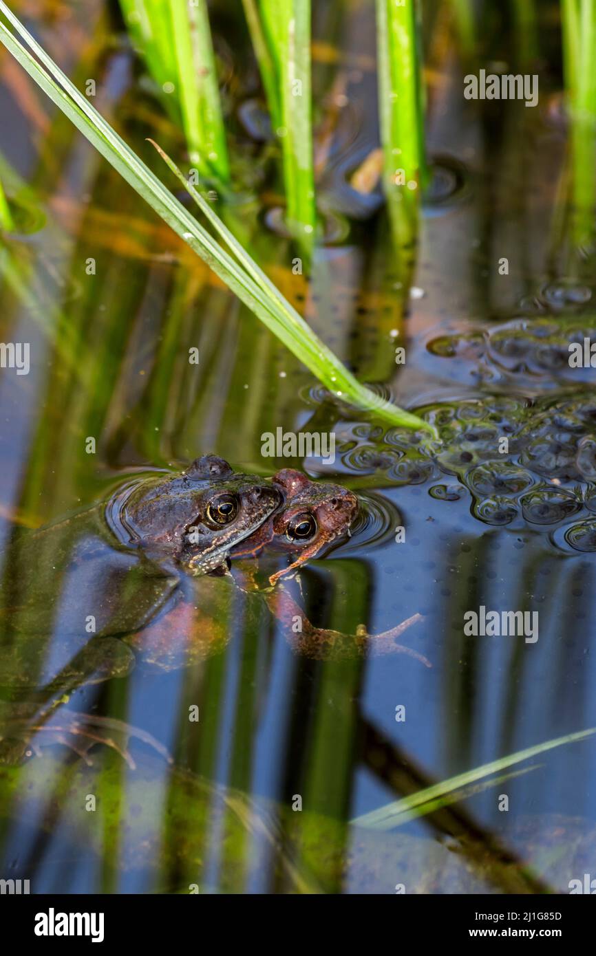 European common frog / brown frog (Rana temporaria) male and female in ...