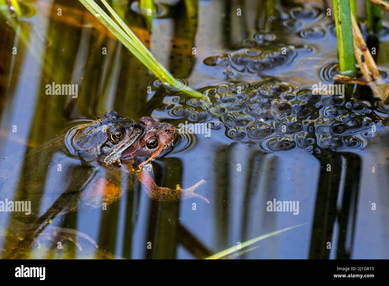 European common frog / brown frog (Rana temporaria) male and female in ...