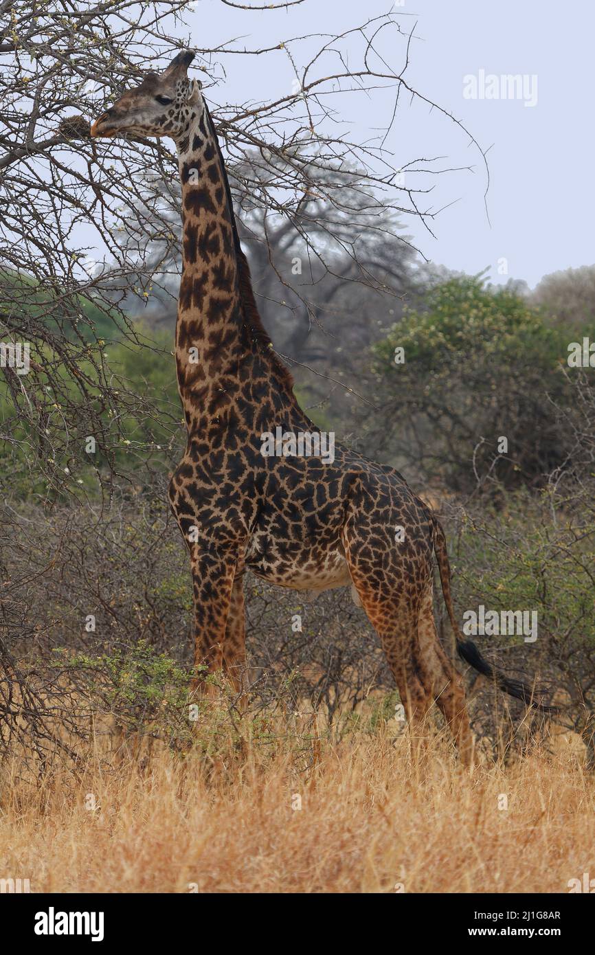 Giraffe; adult eating; Giraffa camelopardalis, tallest mammal, wildlife ...