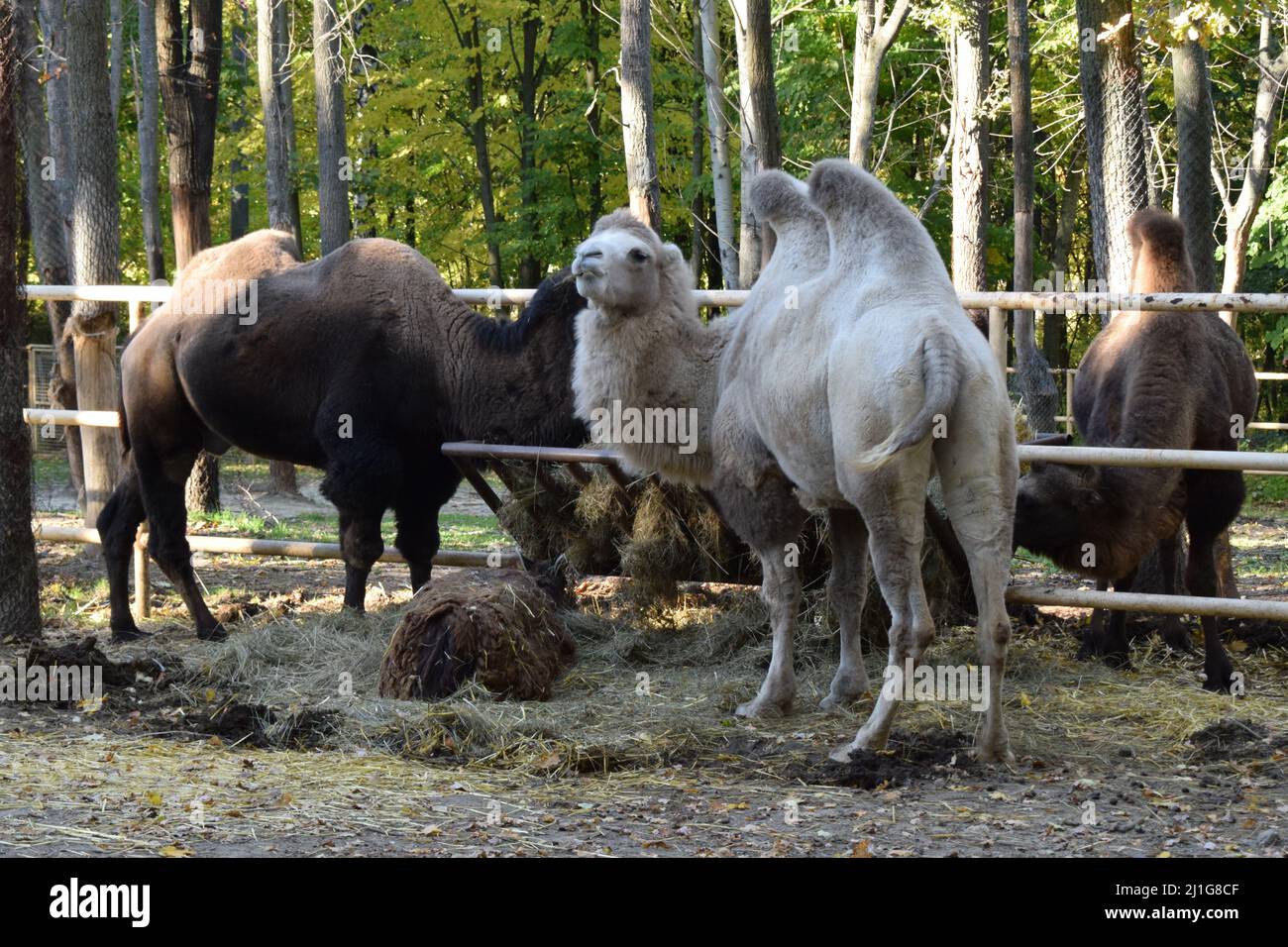 Camels feeding in a zoo Stock Photo - Alamy