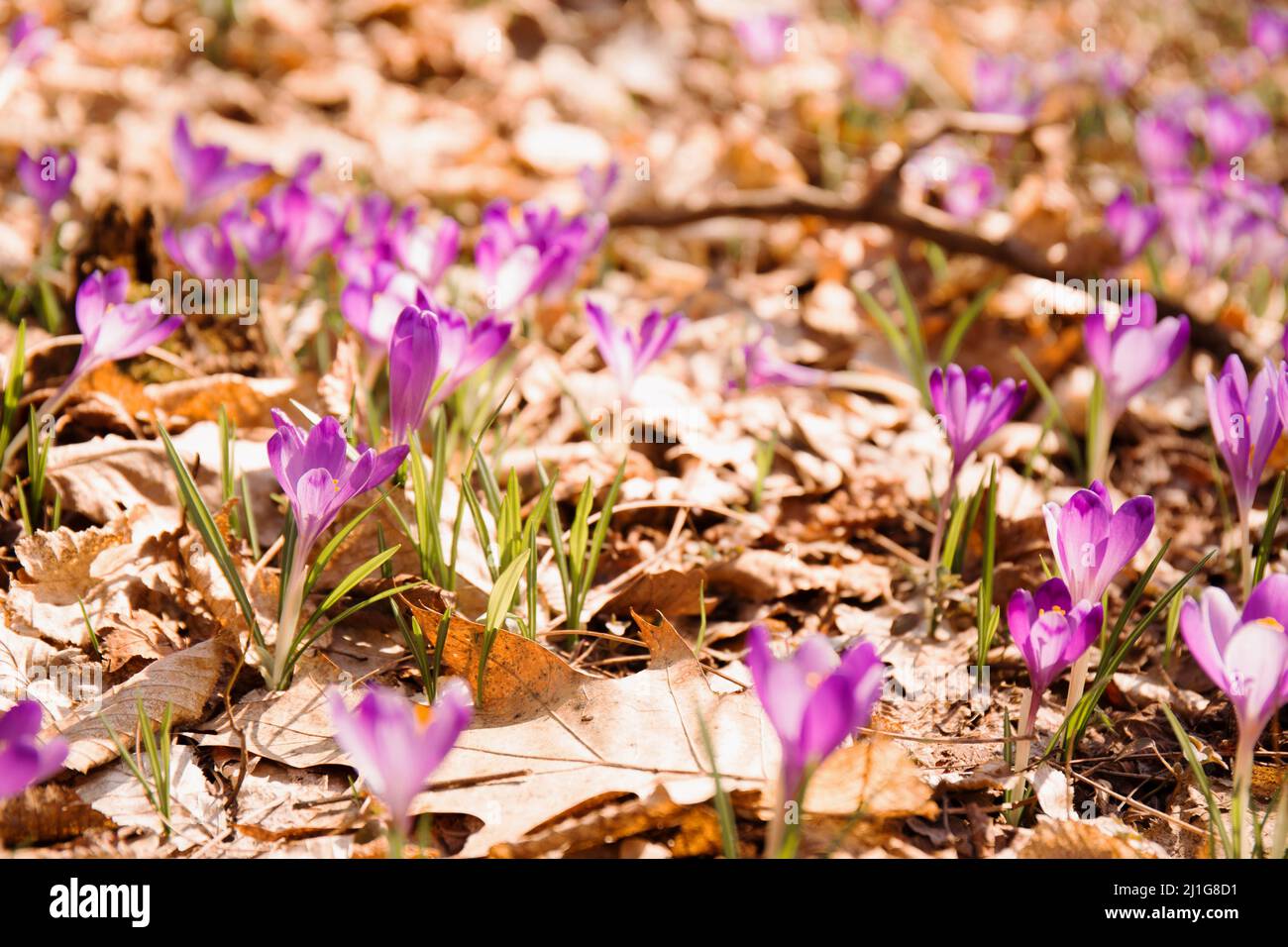 Glade of blooming spring crocuses in a sunny forest Stock Photo - Alamy