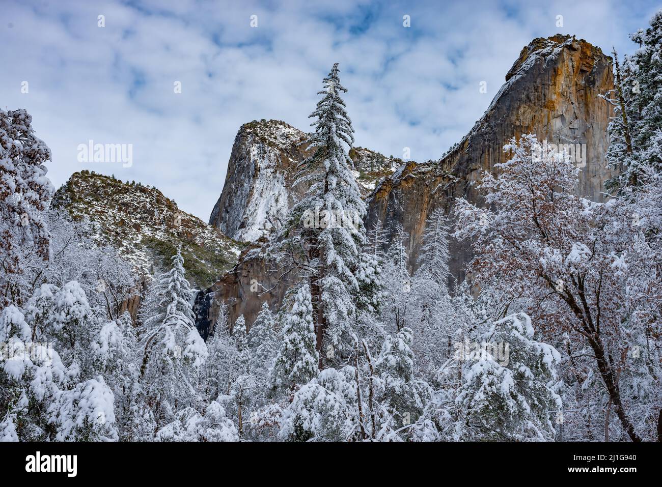 Pine trees in snow snowfall hi-res stock photography and images - Alamy