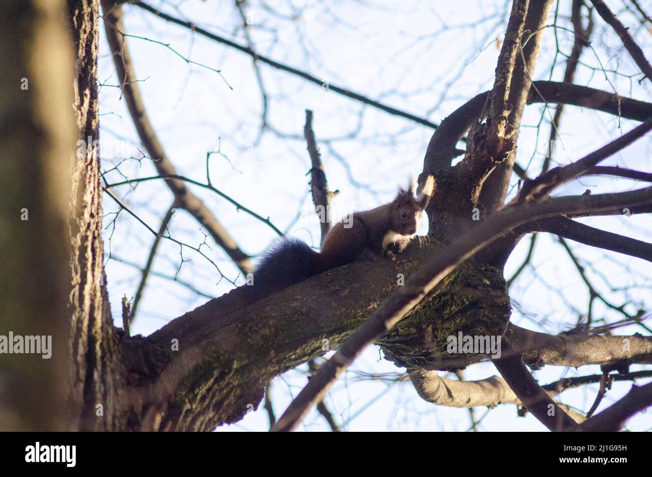 A Eurasian Red Squirrel ( Sciurus vulgaris ) on a tree in the forests ...