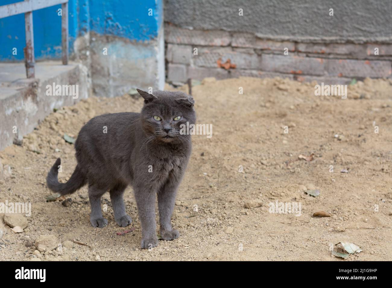 Cat ear broken pet hi-res stock photography and images - Alamy