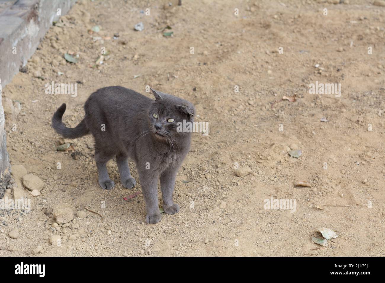 A gray stray cat with a broken ear and a slightly protruding tongue ...