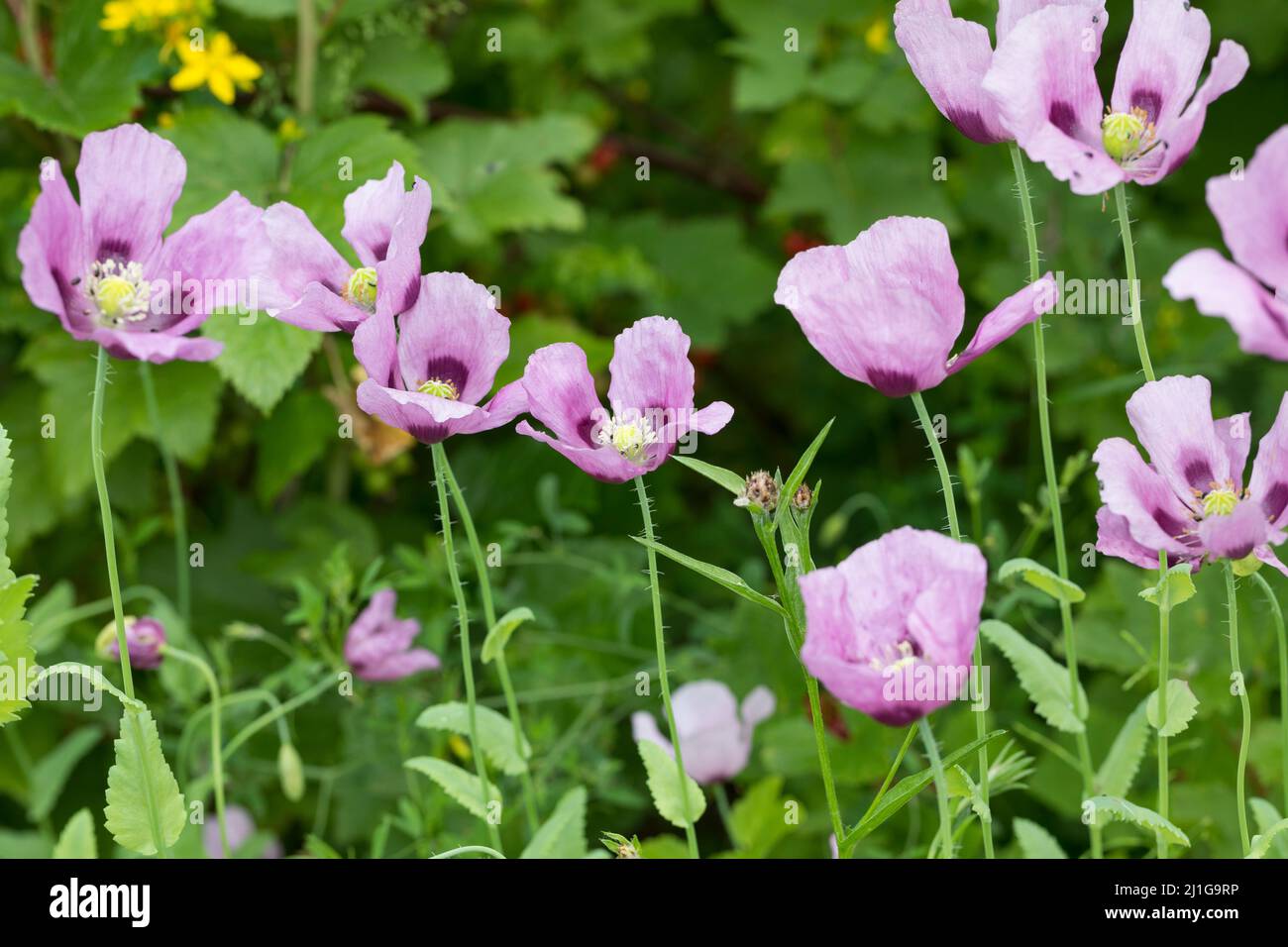 Schlafmohn, Schlaf-Mohn, Mohn, Papaver somniferum, Opium Poppy ...