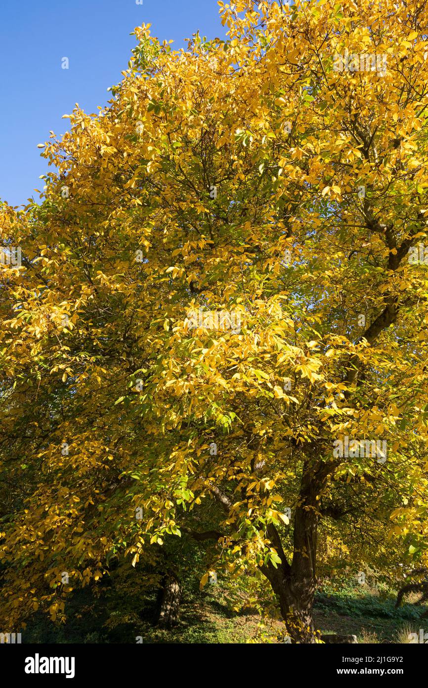 Walnuss, Walnuß, Wal-Nuss, Wal-Nuß, Juglans regia, Walnut, Noyer commun ...