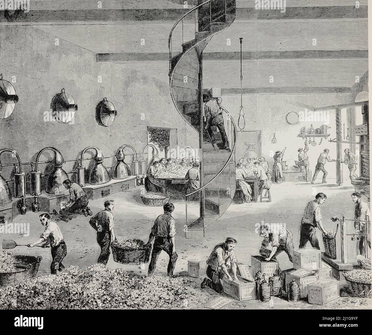 FABRIQUE DE PARFUM DE MM. WARRICK, À NICE. — D'après un croquis de M ...