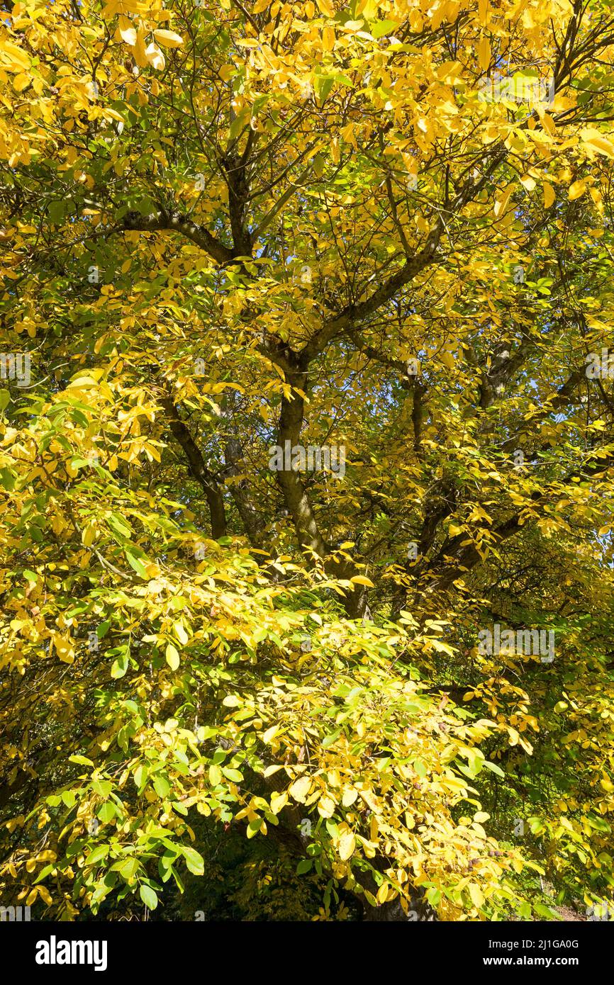 Walnuss, Walnuß, Wal-Nuss, Wal-Nuß, Juglans regia, Walnut, Noyer commun ...