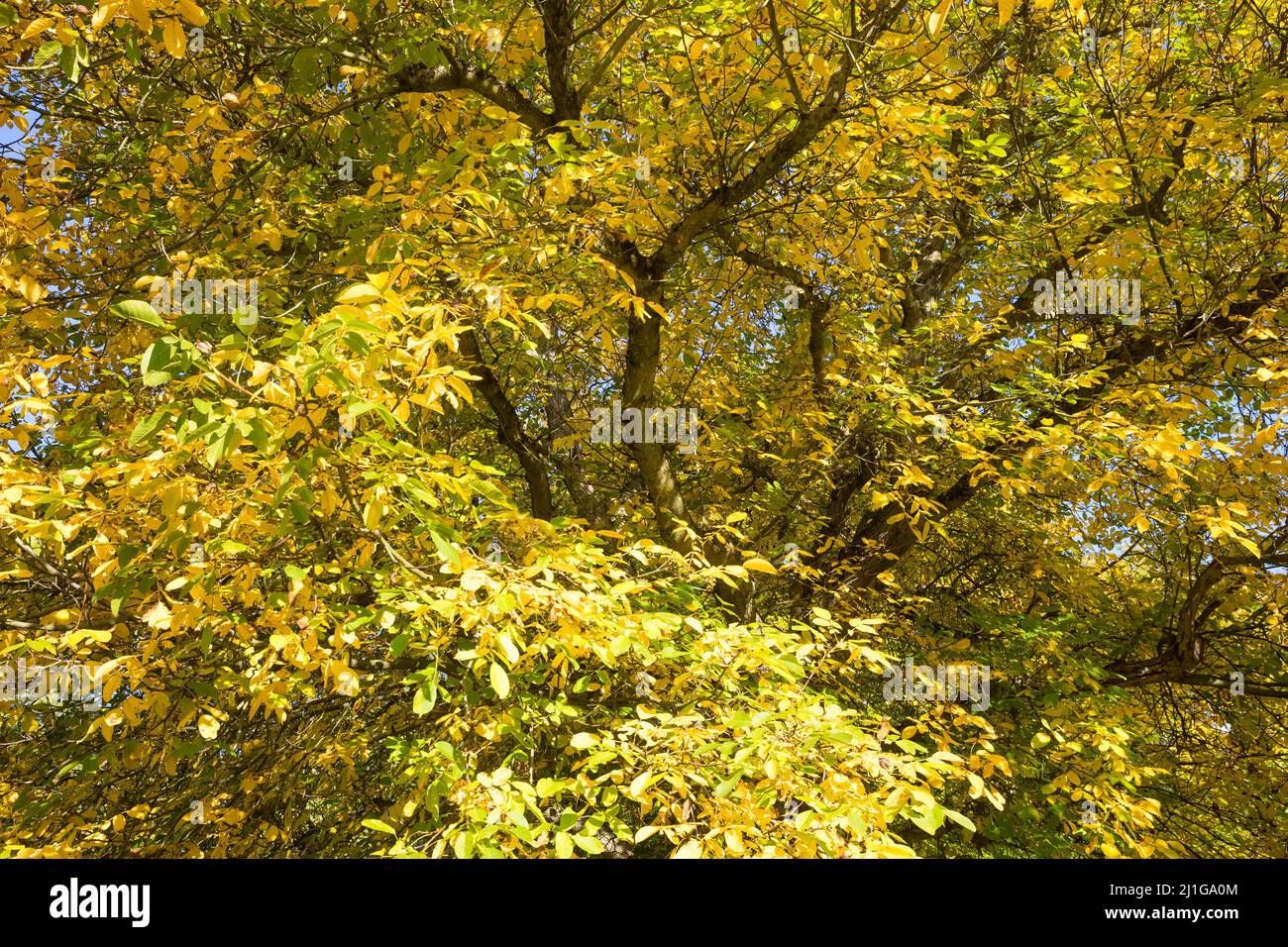 Walnuss, Walnuß, Wal-Nuss, Wal-Nuß, Juglans regia, Walnut, Noyer commun ...