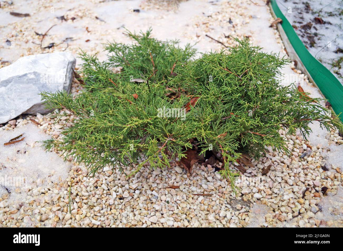 Decorative bush with green leaves on a flower bed sprinkled with white ...