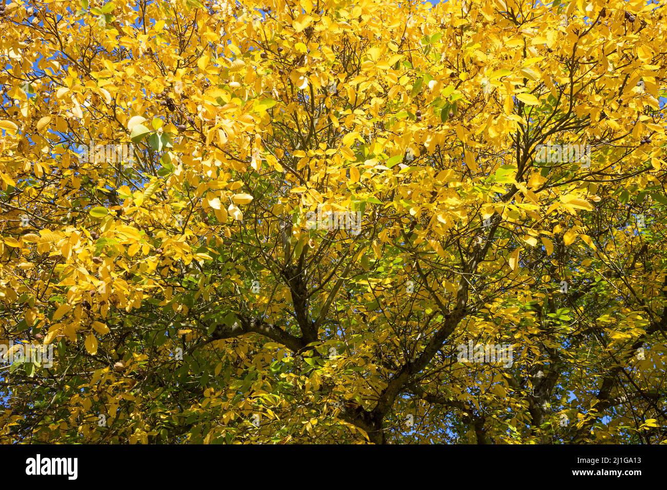 Walnuss, Walnuß, Wal-Nuss, Wal-Nuß, Juglans regia, Walnut, Noyer commun ...