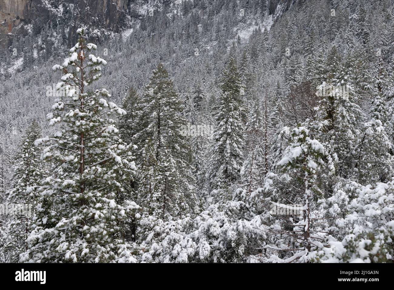 Pine trees in snow snowfall hi-res stock photography and images - Alamy