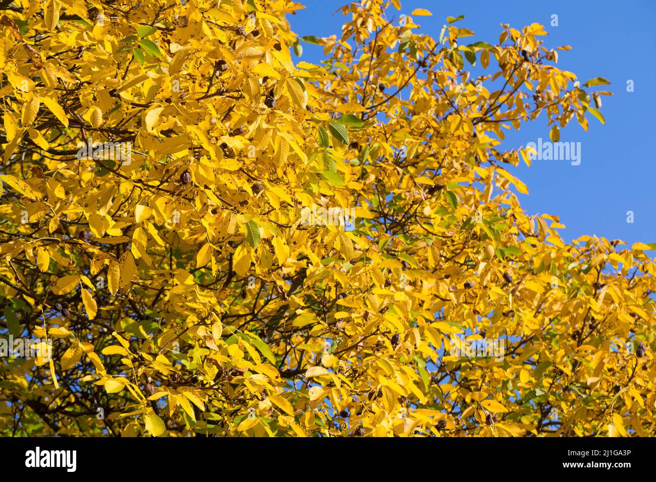 Walnuss, Walnuß, Wal-Nuss, Wal-Nuß, Juglans regia, Walnut, Noyer commun ...