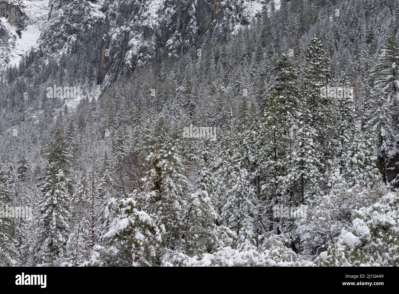 Pine trees in snow snowfall hi-res stock photography and images - Alamy