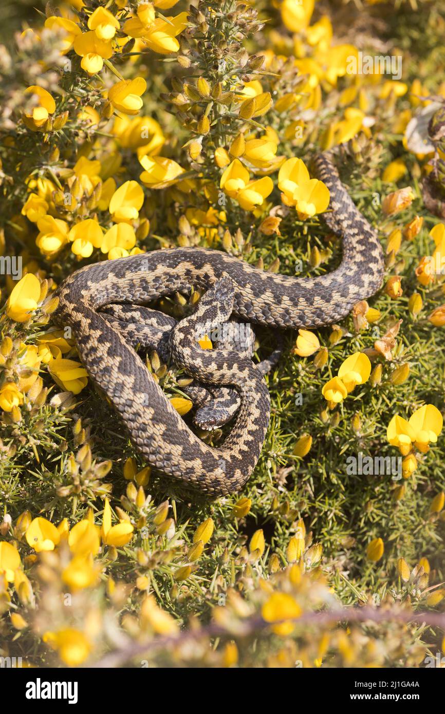 English adder hi-res stock photography and images - Alamy