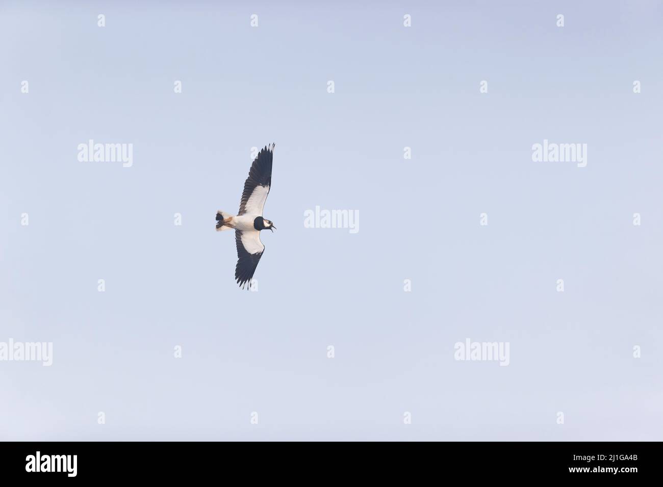 Display flight bird hi-res stock photography and images - Alamy