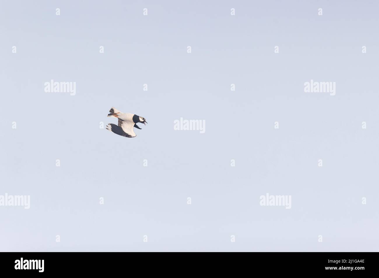 Adult bird turning hi-res stock photography and images - Alamy