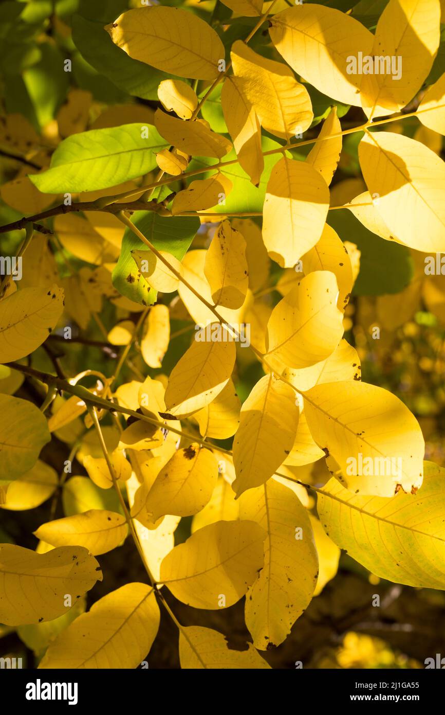 Juglans regia herbst hi-res stock photography and images - Alamy