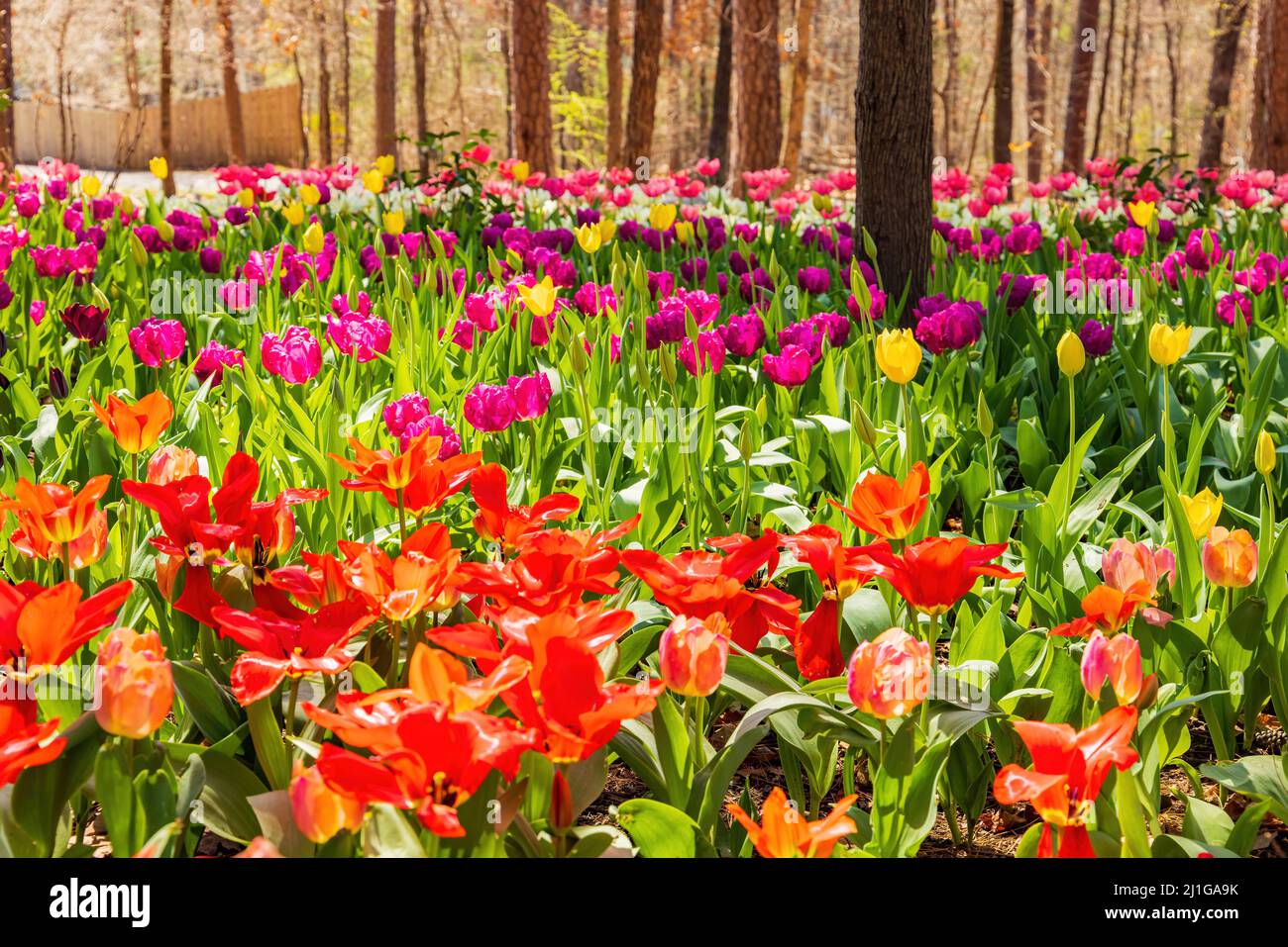 Arkansas hot springs garvan woodland gardens hi-res stock photography ...