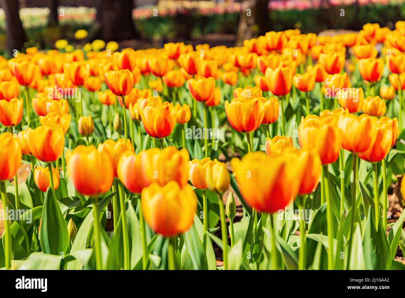 Arkansas hot springs garvan woodland gardens hi-res stock photography ...
