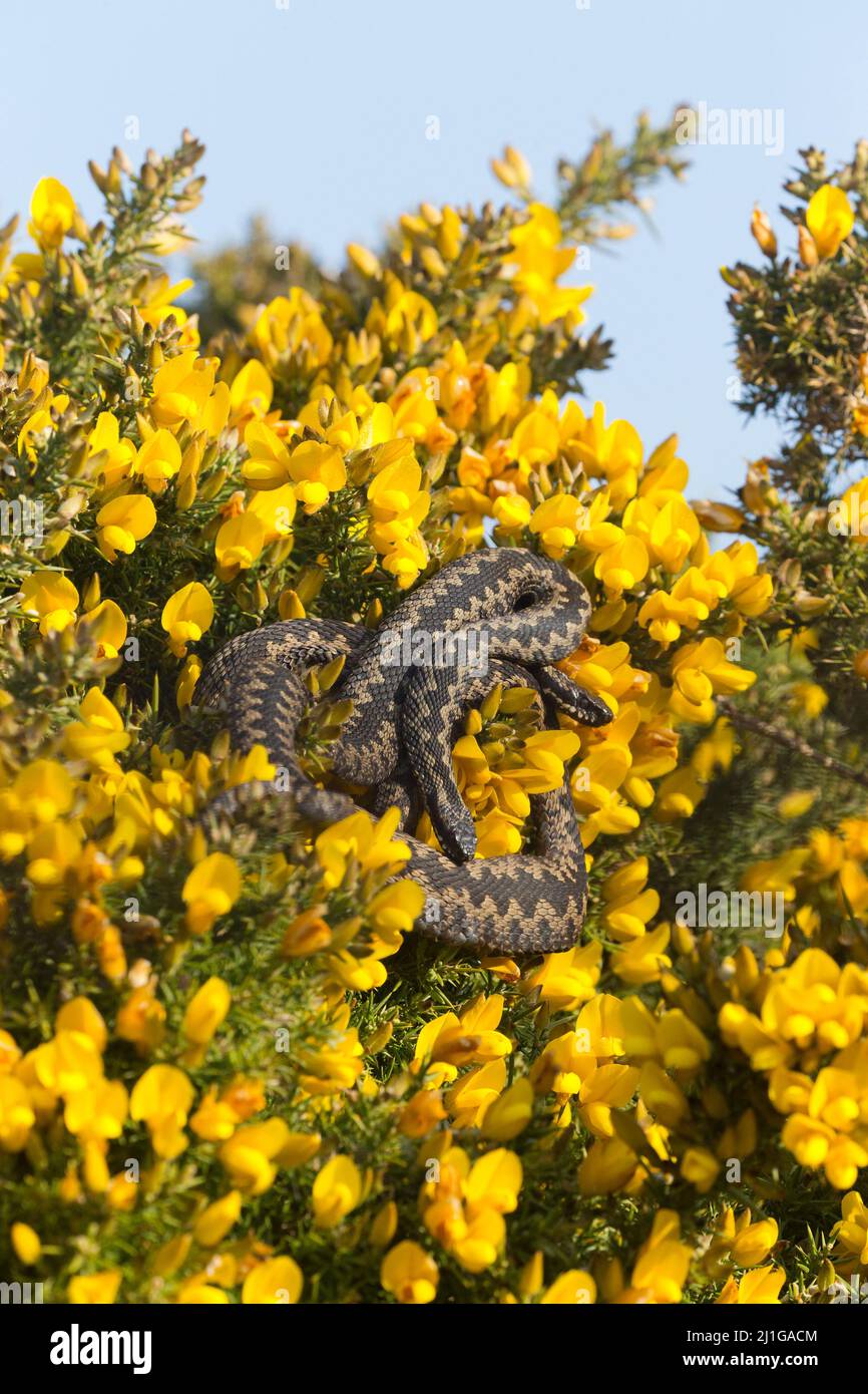 European Adder (Vipera berus) 2 adult males basking in gorse, Suffolk ...