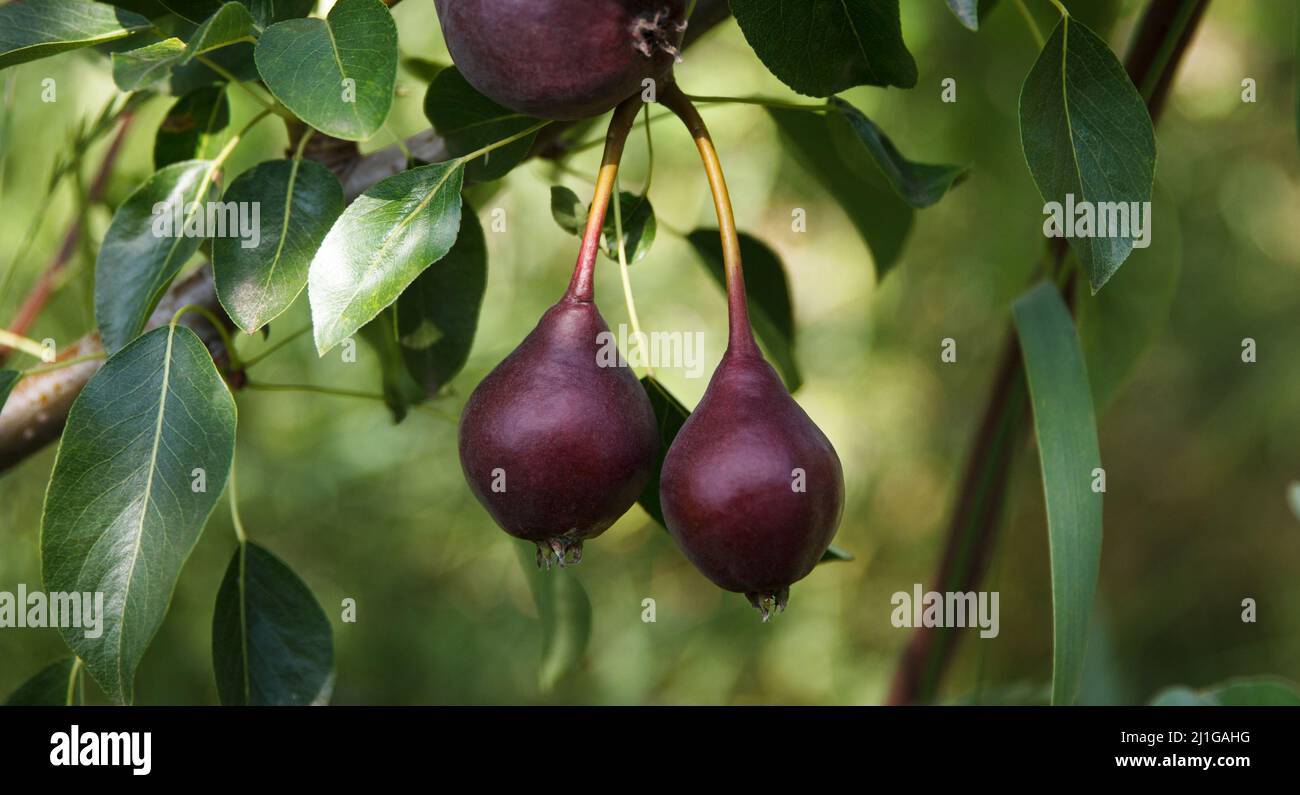 Red pears grow and ripening on a tree in a beautiful fruit garden on ...