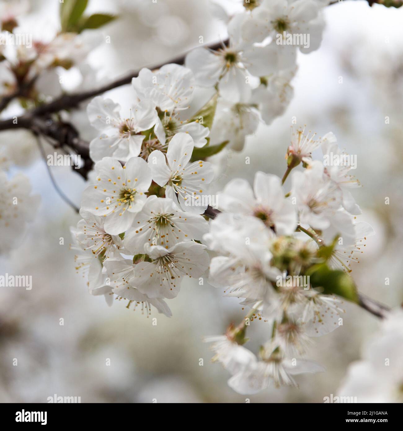 Beautiful spring blooming cherry tree, white flowers on white ...
