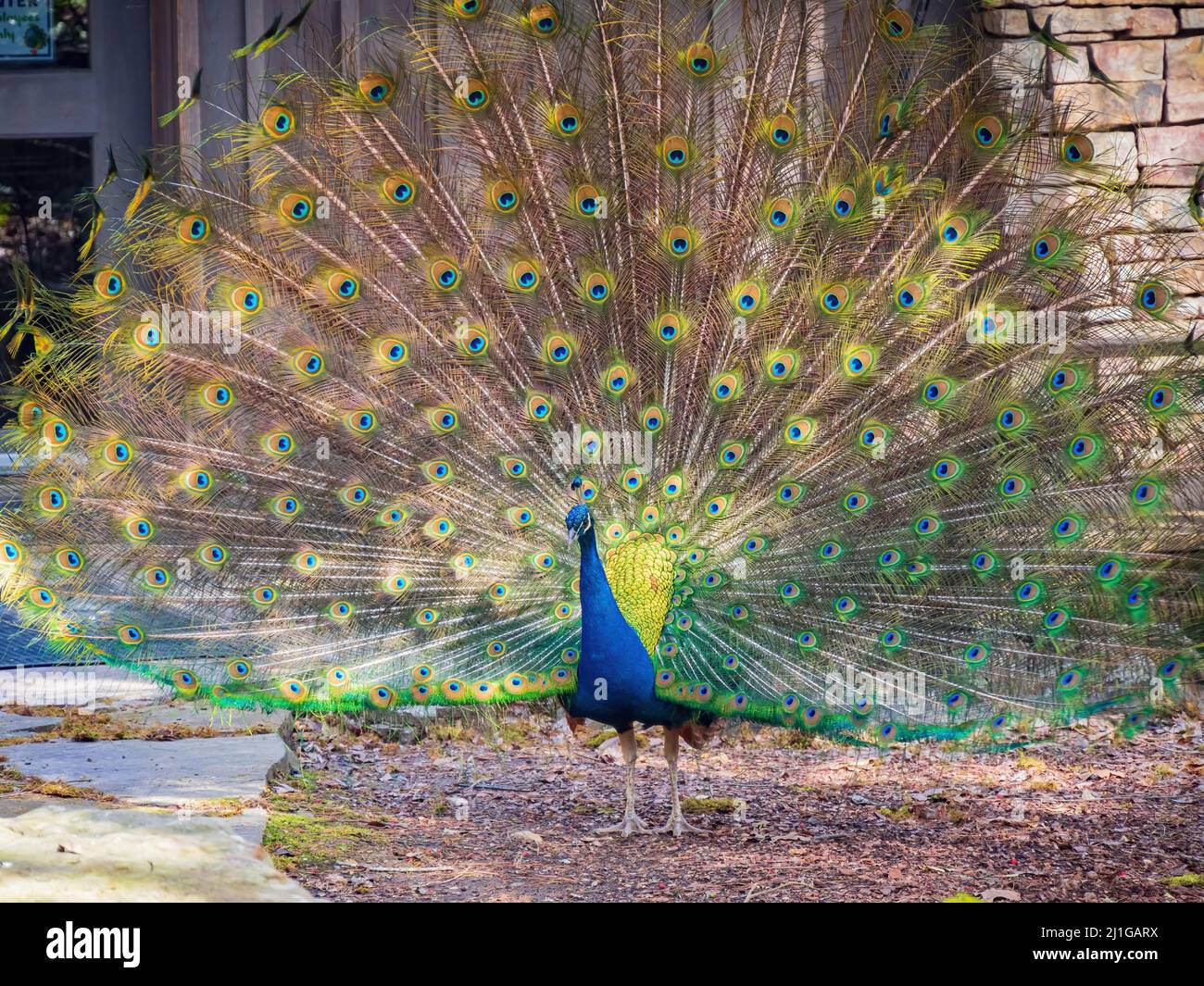 Close up shot of male Peacock displaying fan to attract female at ...