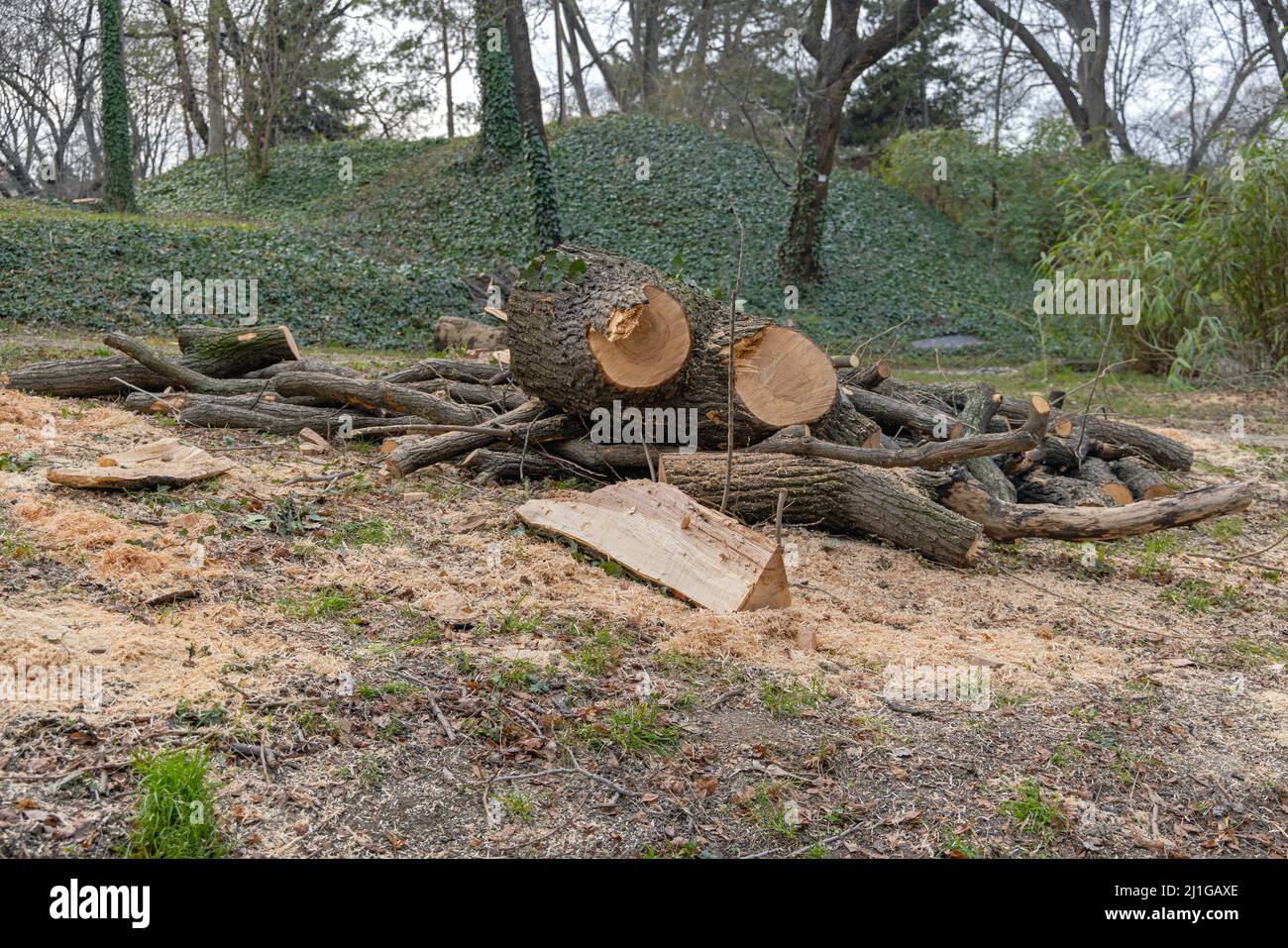 Cut down tree stump hi-res stock photography and images - Alamy