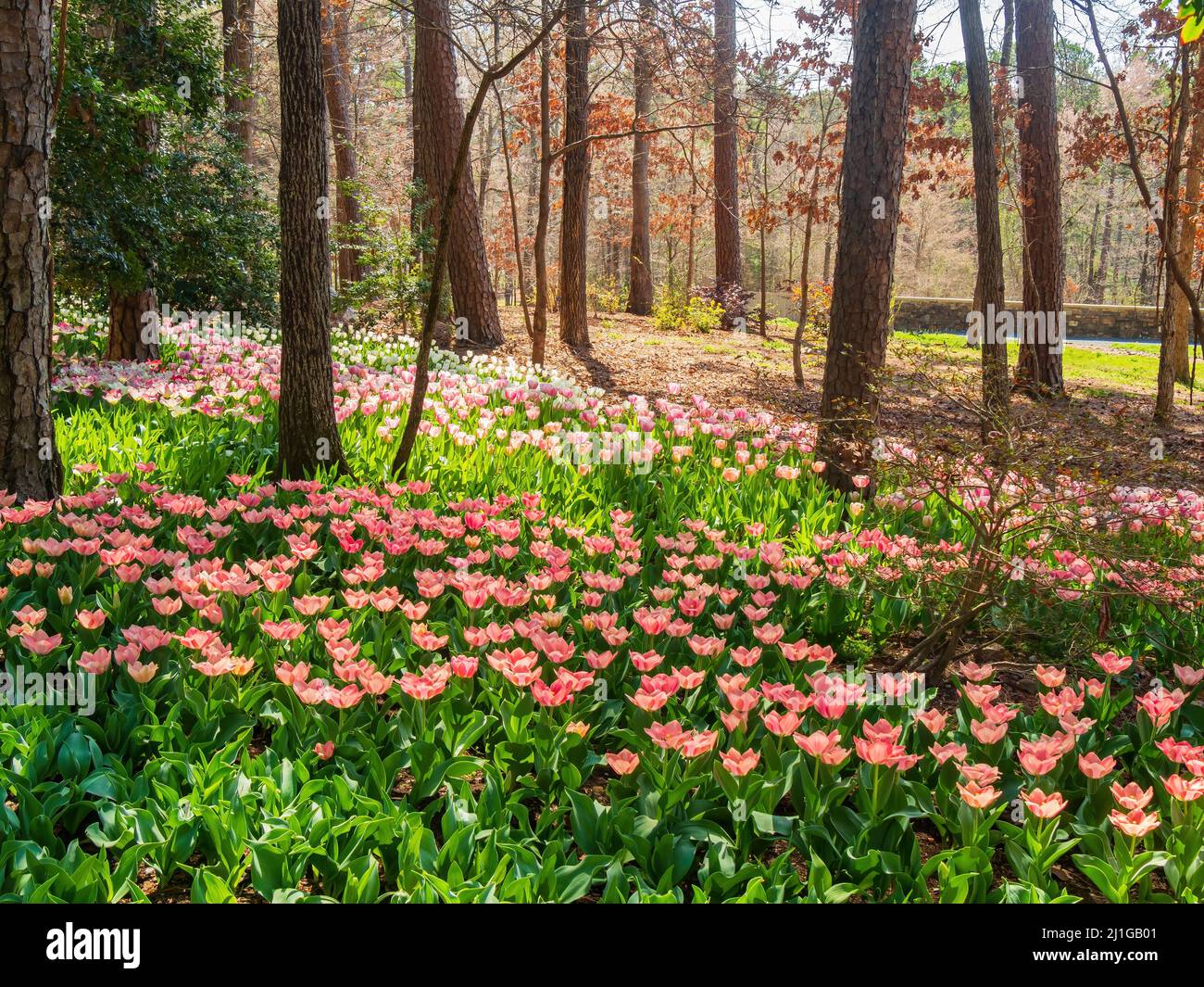 Arkansas hot springs garvan woodland gardens hi-res stock photography ...