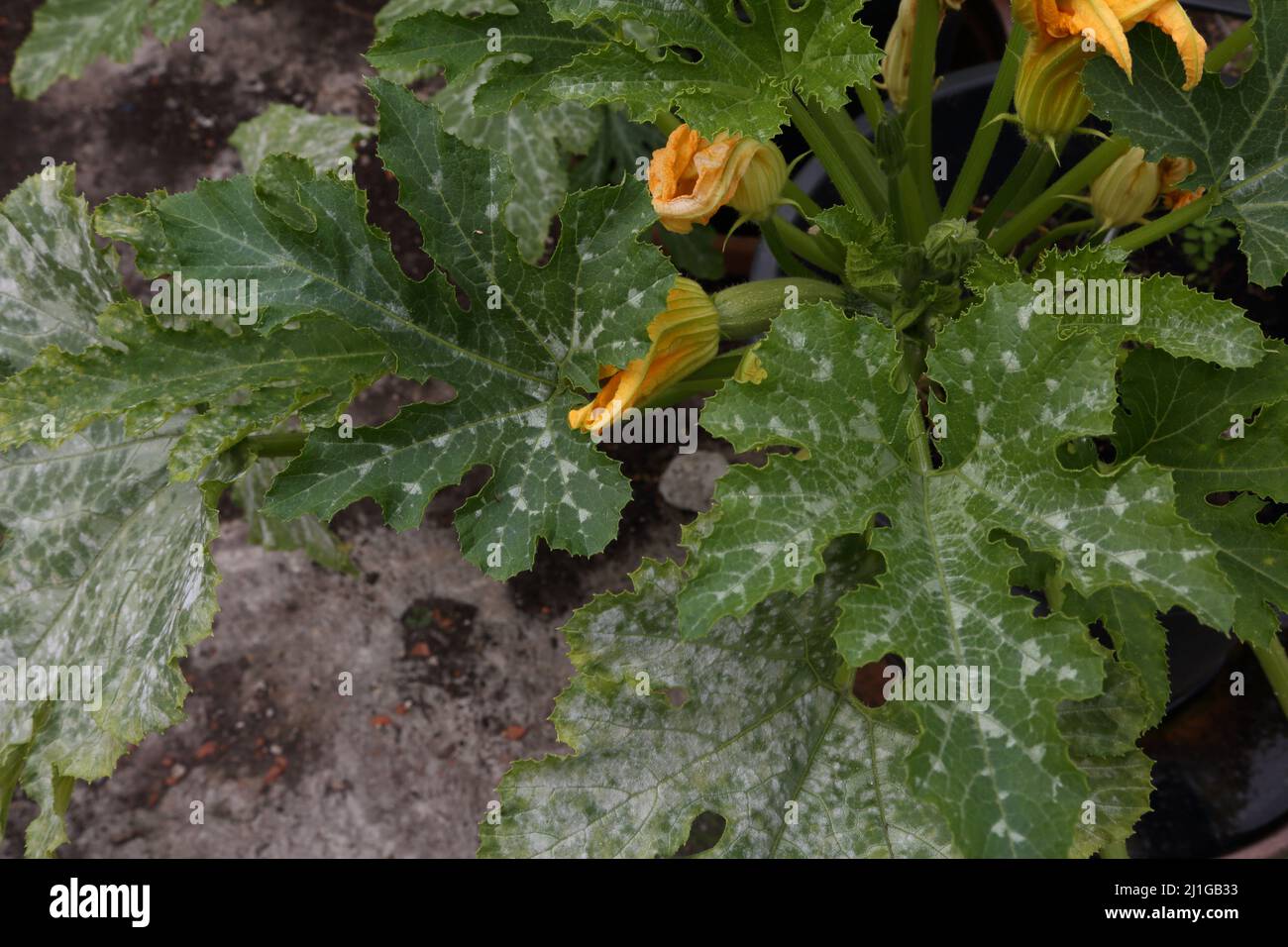 Courgette Plant Growing and Flowering Stock Photo - Alamy