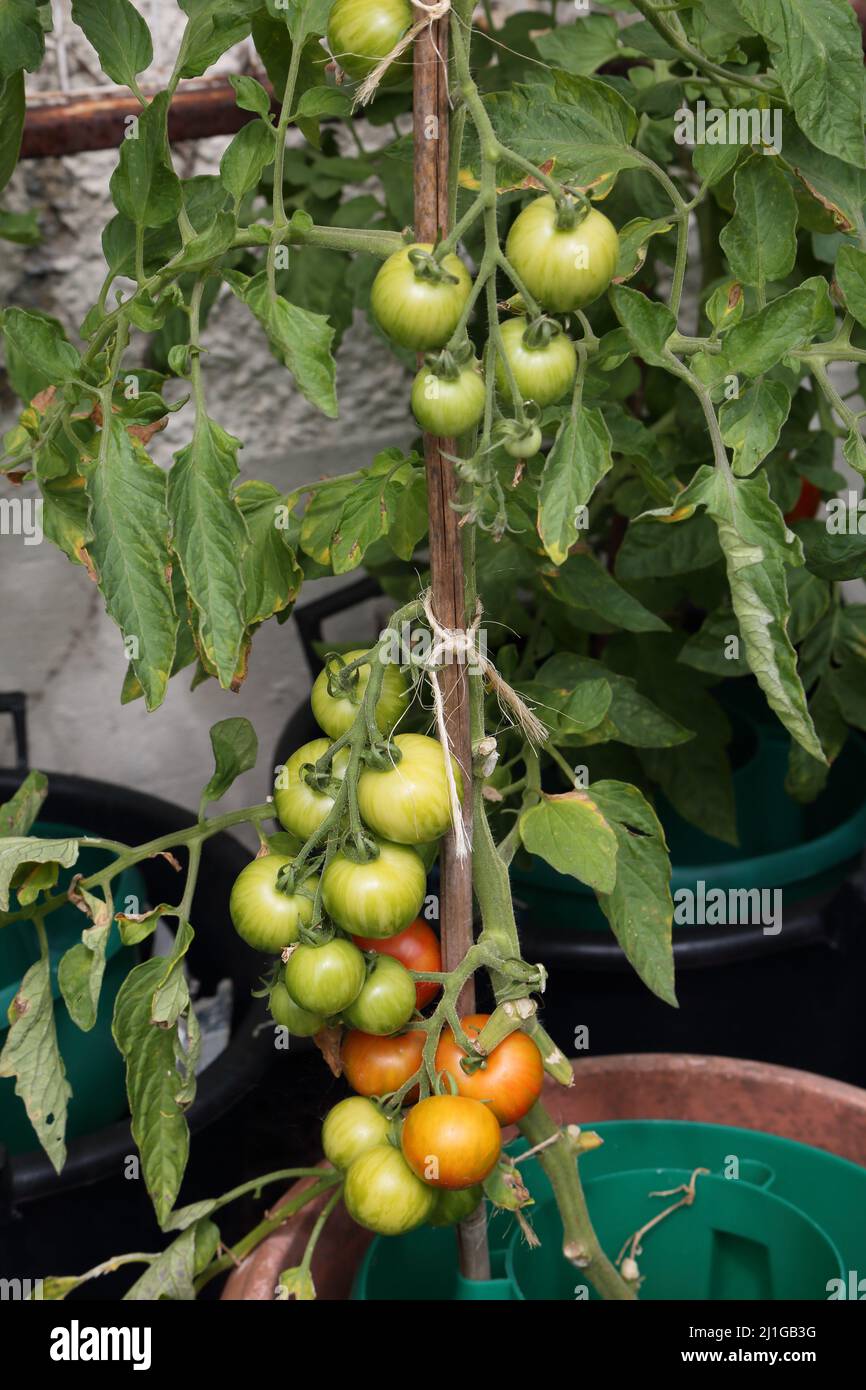 Tigerella Tomatoes Plant Growing in Garden Surrey England Stock Photo ...